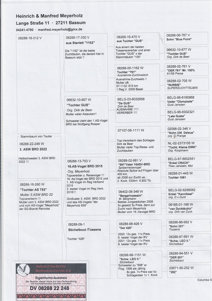 Brieftauben-Auktion.de - Halbschw. 3 AS-Weibchen BRD - Orig. Meyerholz